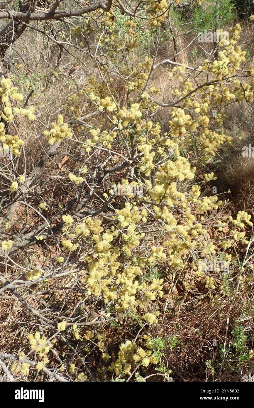 Combretum molle hi-res stock photography and images - Alamy