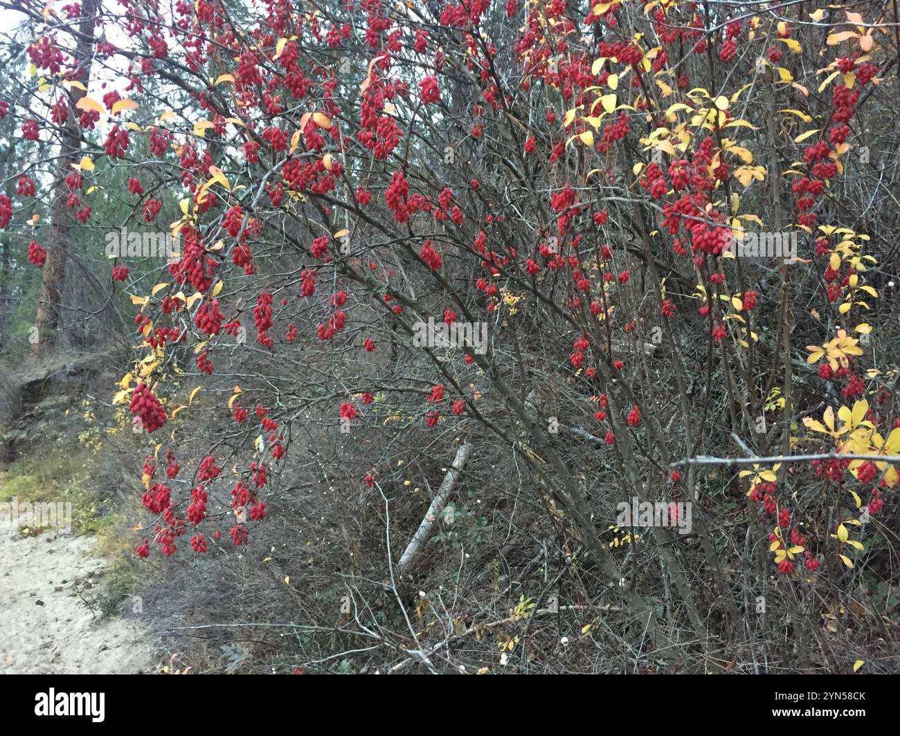 European barberry (Berberis vulgaris Stock Photo - Alamy