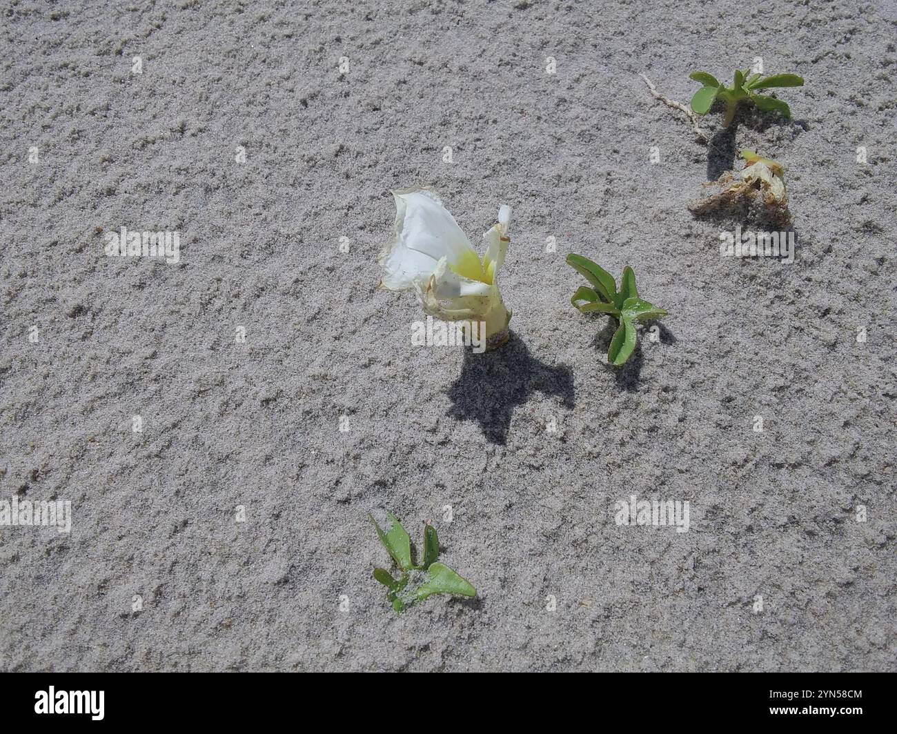 beach morning-glory (Ipomoea imperati Stock Photo - Alamy