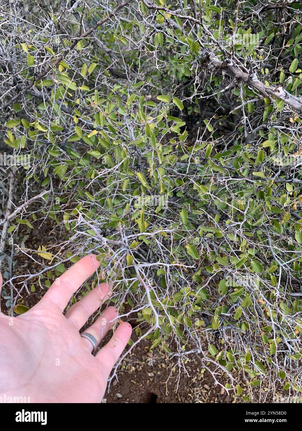 spiny hackberry (Celtis pallida Stock Photo - Alamy