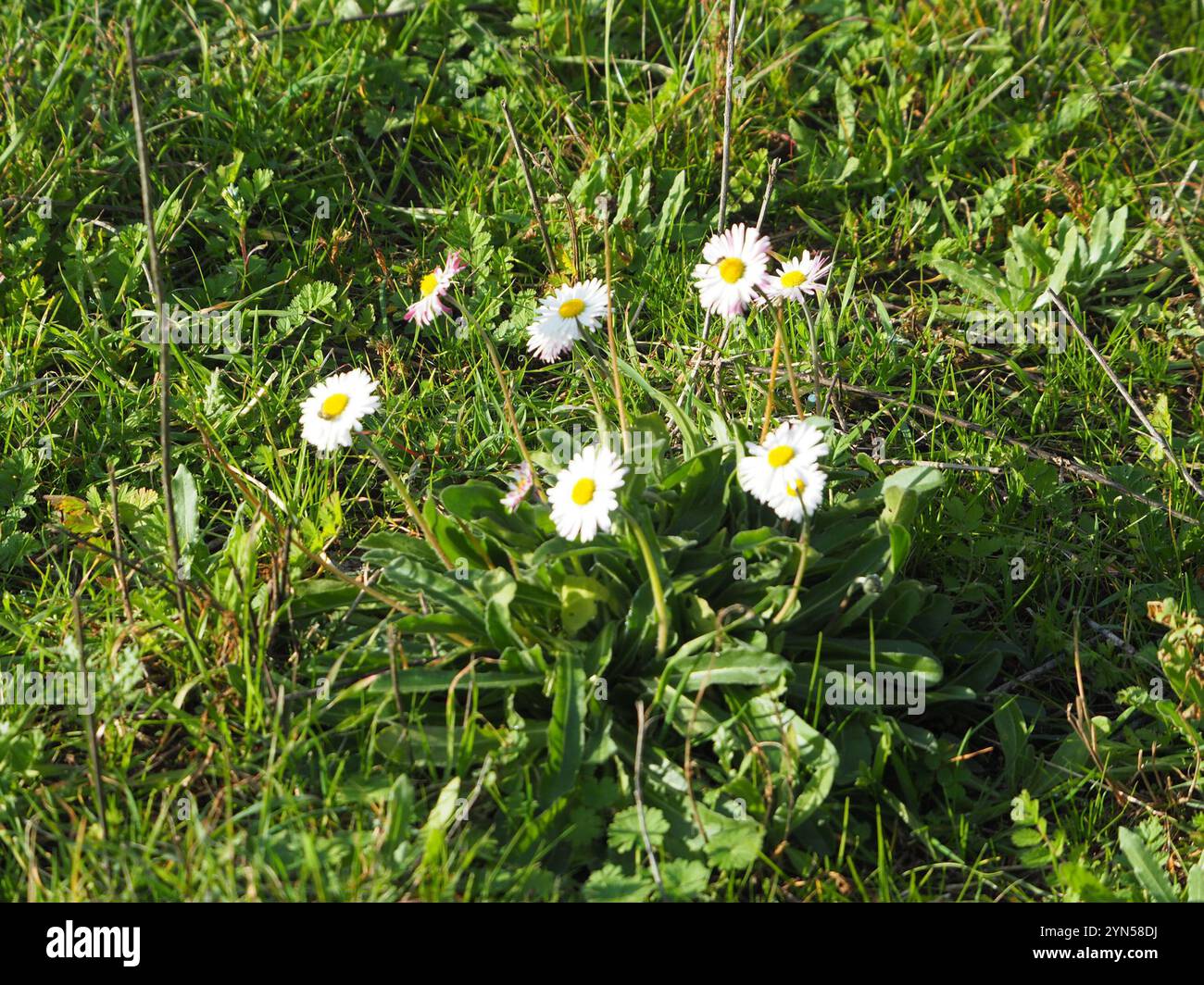 southern daisy (Bellis sylvestris Stock Photo - Alamy