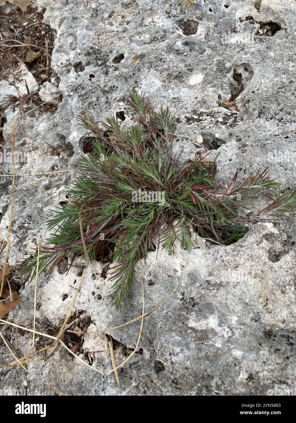 Whitlow-wort (Paronychia virginica Stock Photo - Alamy
