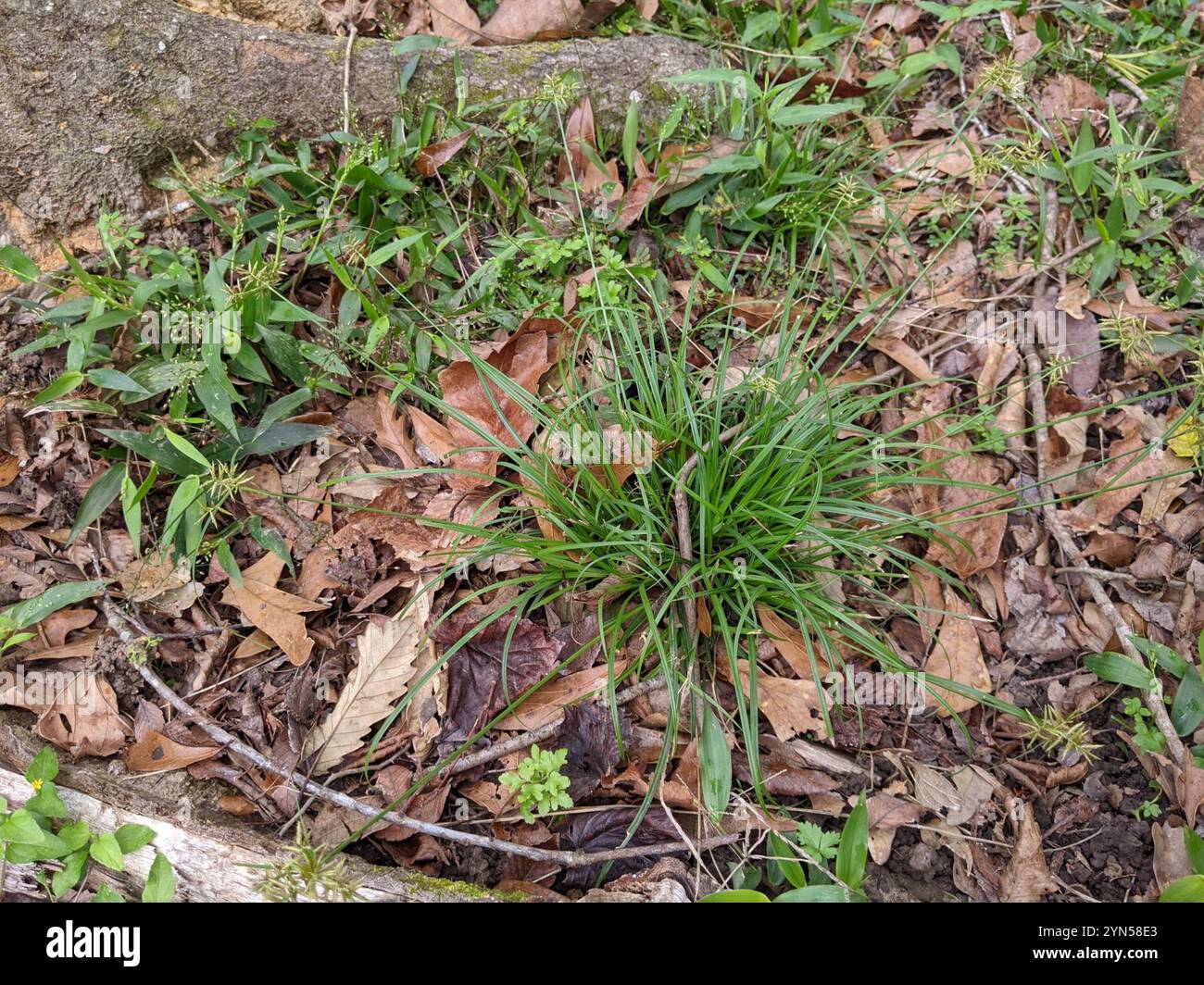 Southern Flatsedge (Cyperus thyrsiflorus Stock Photo - Alamy