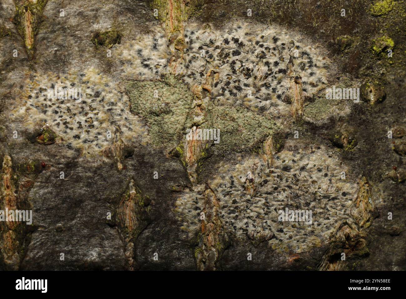 Asterisk Lichen (Arthonia radiata Stock Photo - Alamy