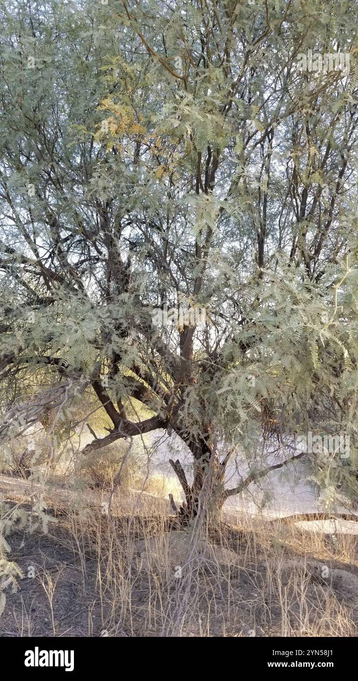 velvet mesquite (Neltuma velutina Stock Photo - Alamy