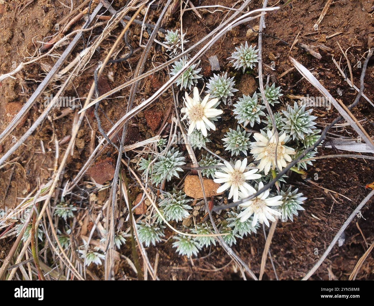 large-flowered mat daisy (Raoulia grandiflora Stock Photo - Alamy