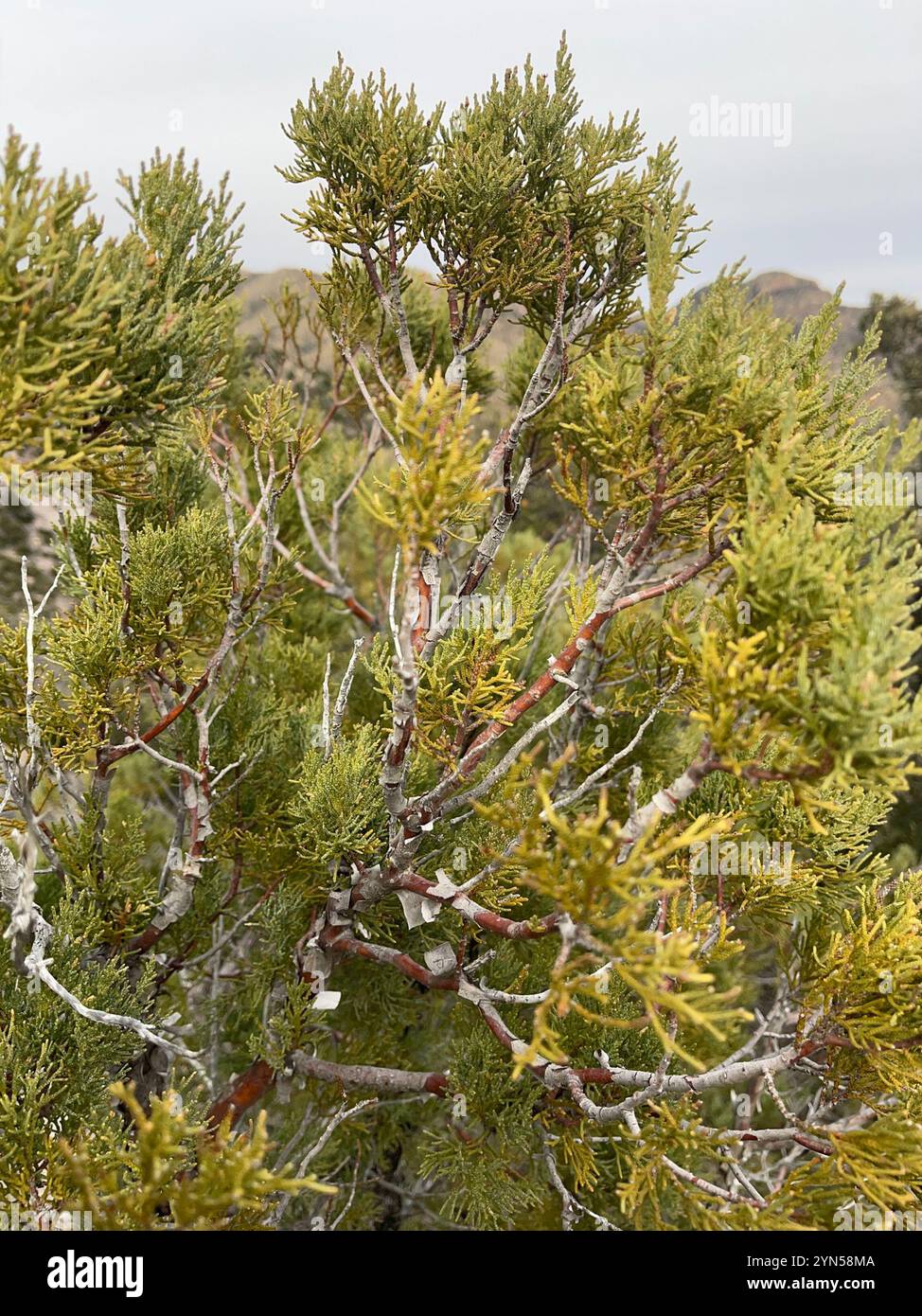 Alligator juniper hi-res stock photography and images - Alamy
