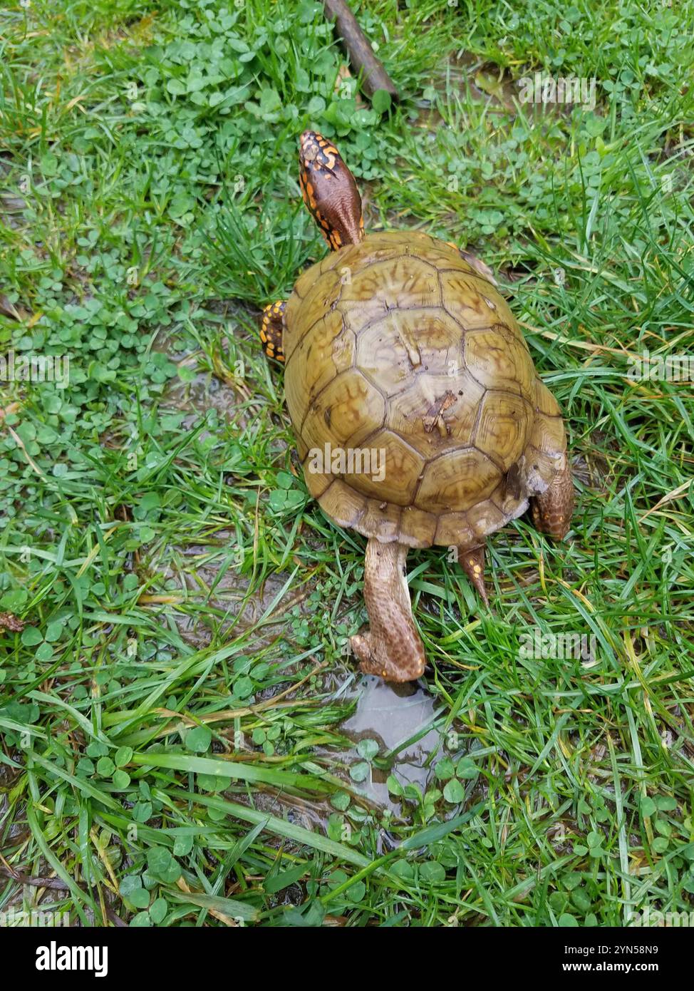 Three-toed Box Turtle (Terrapene triunguis Stock Photo - Alamy
