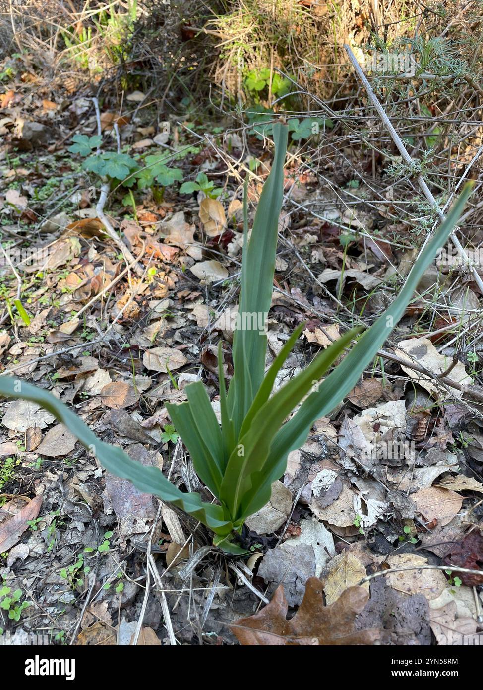 wavy-leafed soap plant (Chlorogalum pomeridianum Stock Photo - Alamy