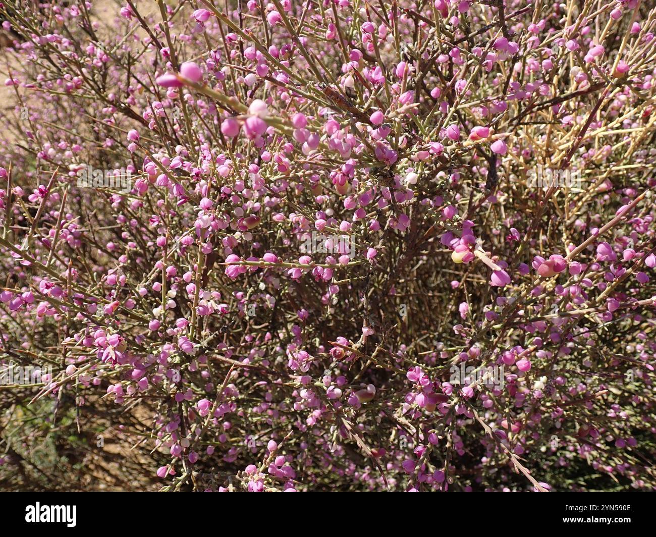 tortoise berry (Muraltia spinosa Stock Photo - Alamy