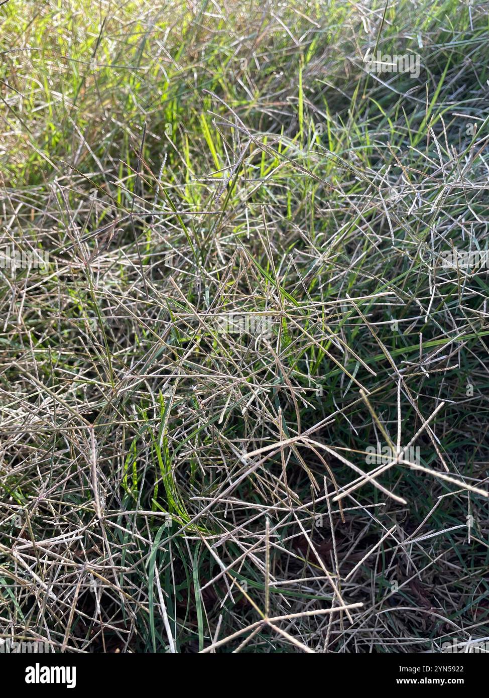 Bermuda grass (Cynodon dactylon Stock Photo - Alamy