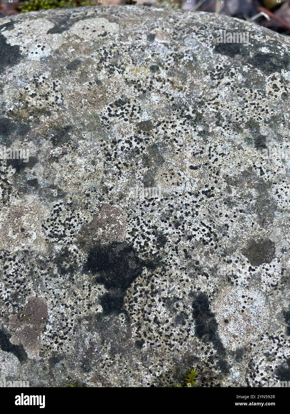 Frosted Grain-spored Lichen (Sarcogyne regularis Stock Photo - Alamy