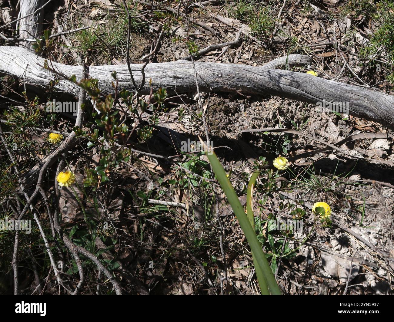 Coronidium scorpioides hi-res stock photography and images - Alamy