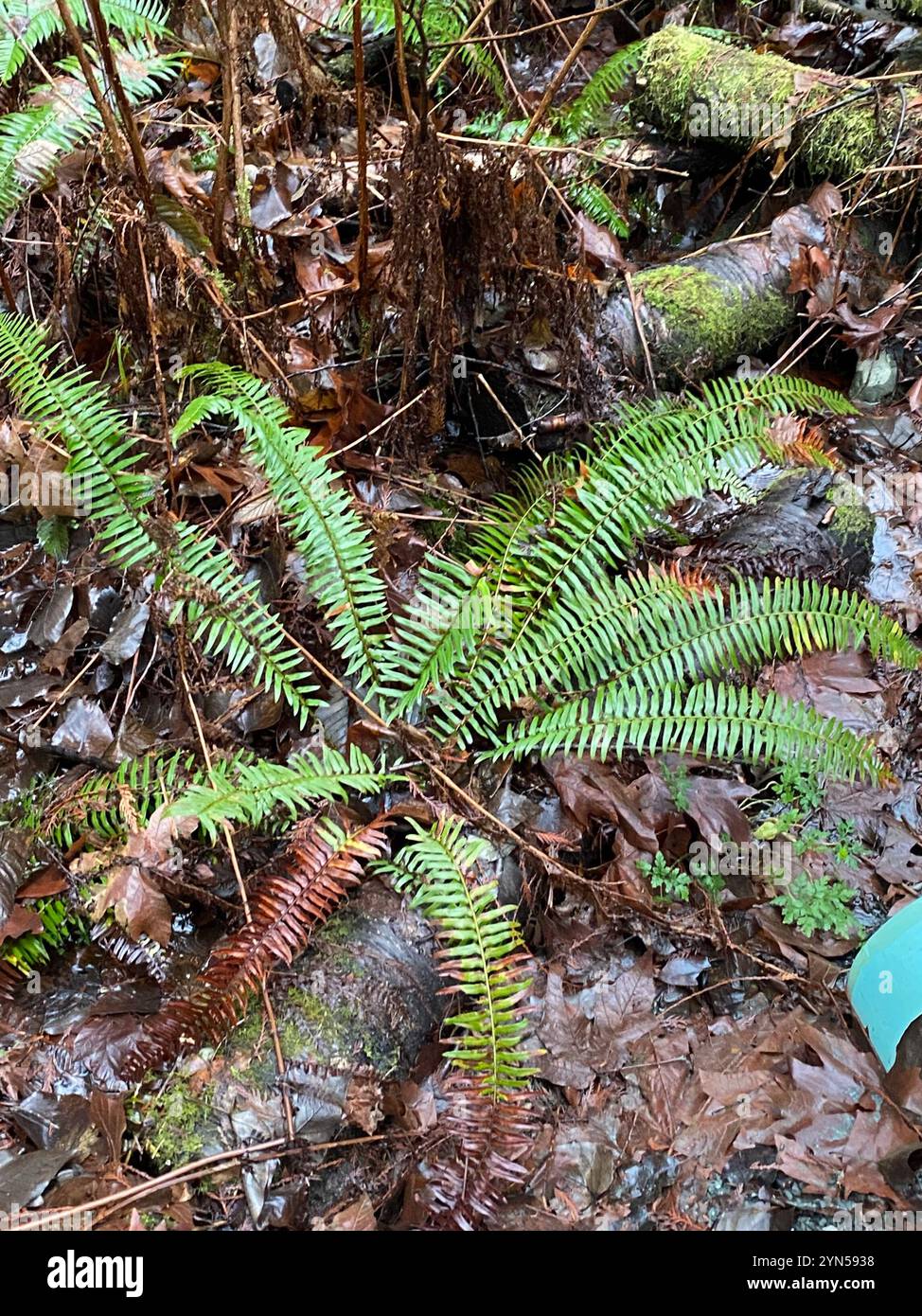 western sword fern (Polystichum munitum Stock Photo - Alamy