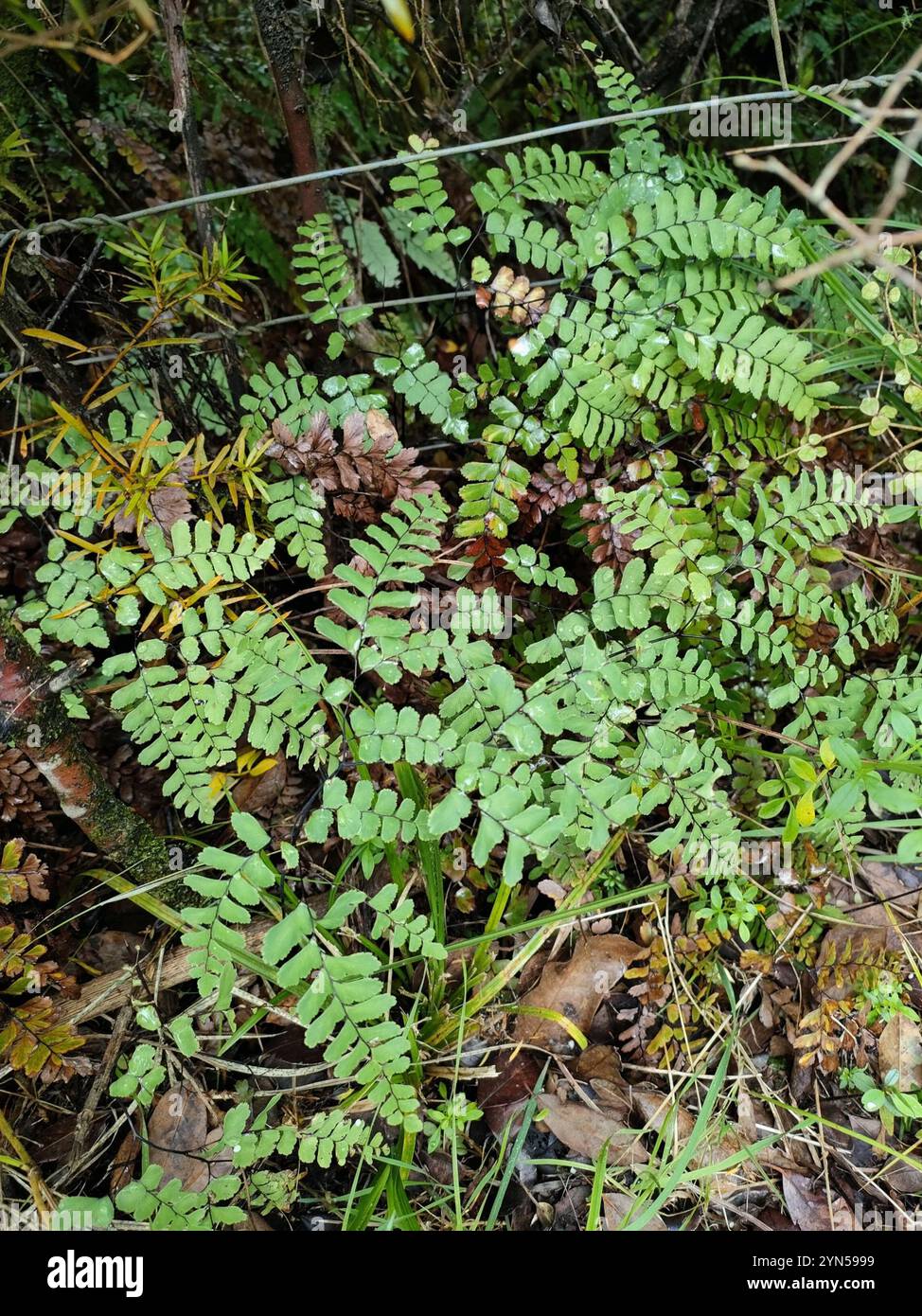 Cunningham's maidenhair (Adiantum cunninghamii Stock Photo - Alamy