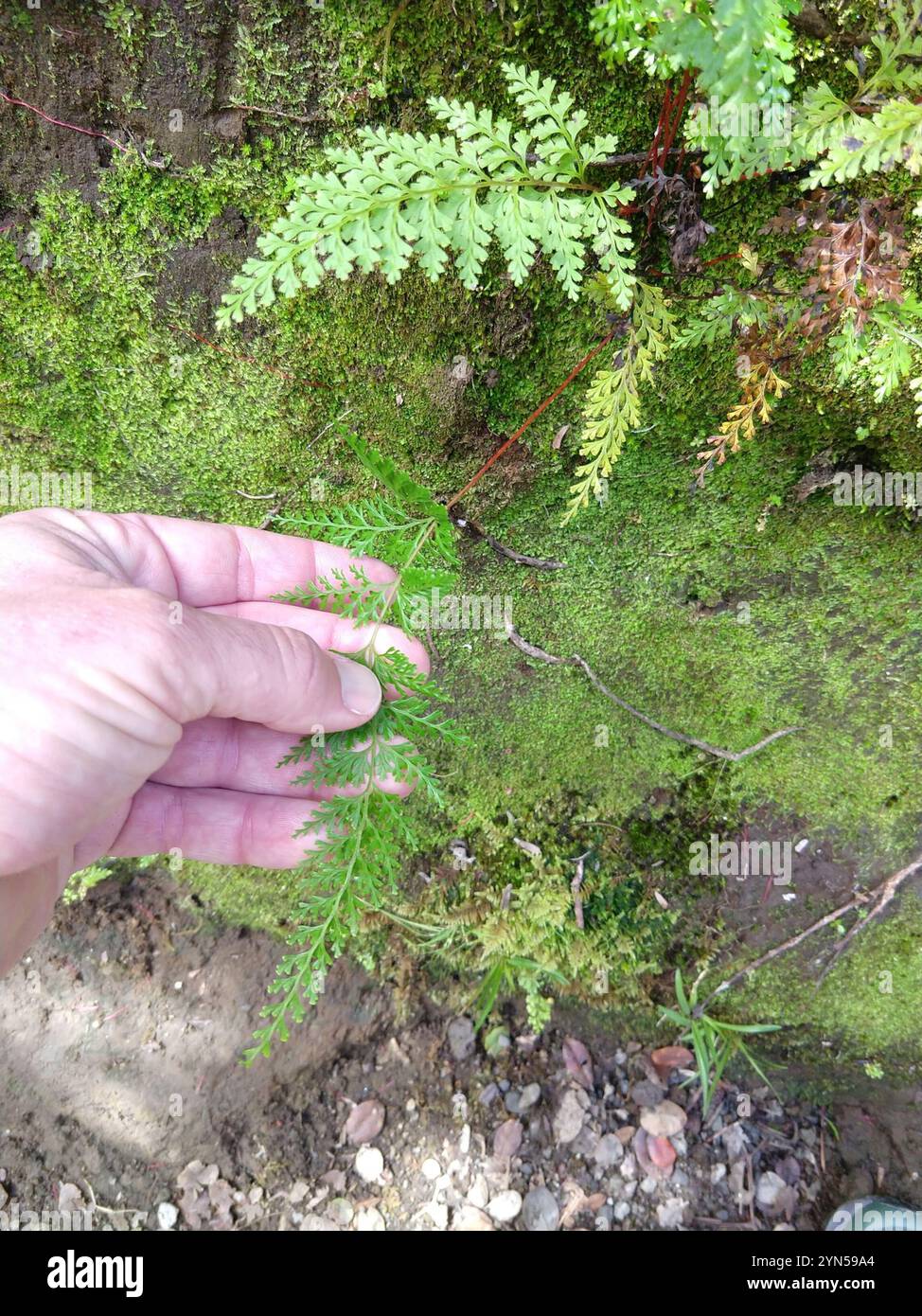 Fairy Fern (Odontosoria chinensis Stock Photo - Alamy