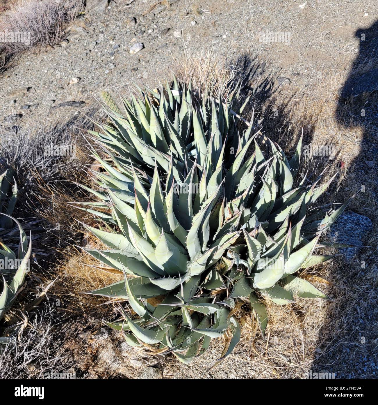 (Agave deserti deserti Stock Photo - Alamy