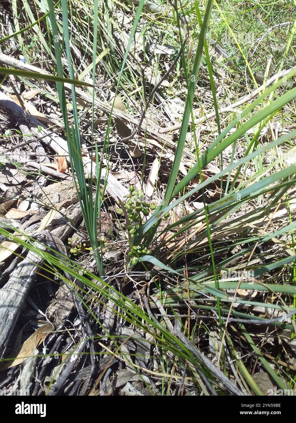 iron-grass (Lomandra multiflora dura Stock Photo - Alamy