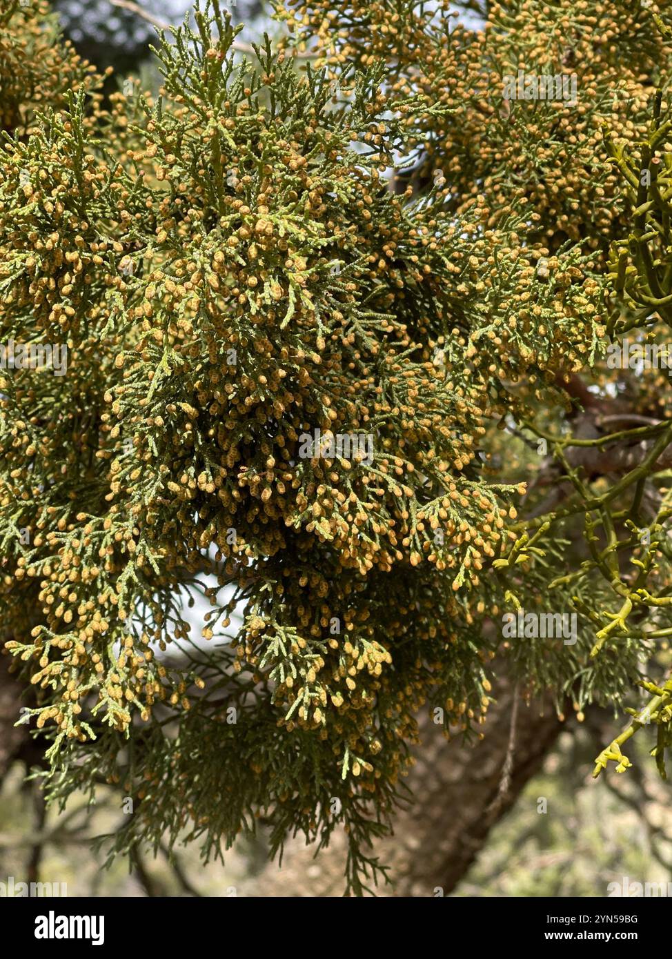 Alligator juniper hi-res stock photography and images - Alamy