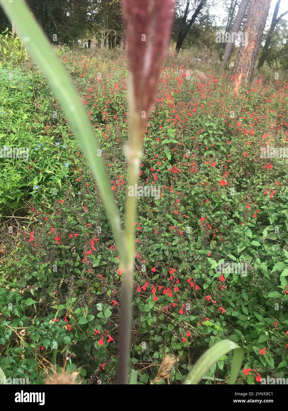 sugarcane plumegrass (Erianthus giganteus Stock Photo - Alamy