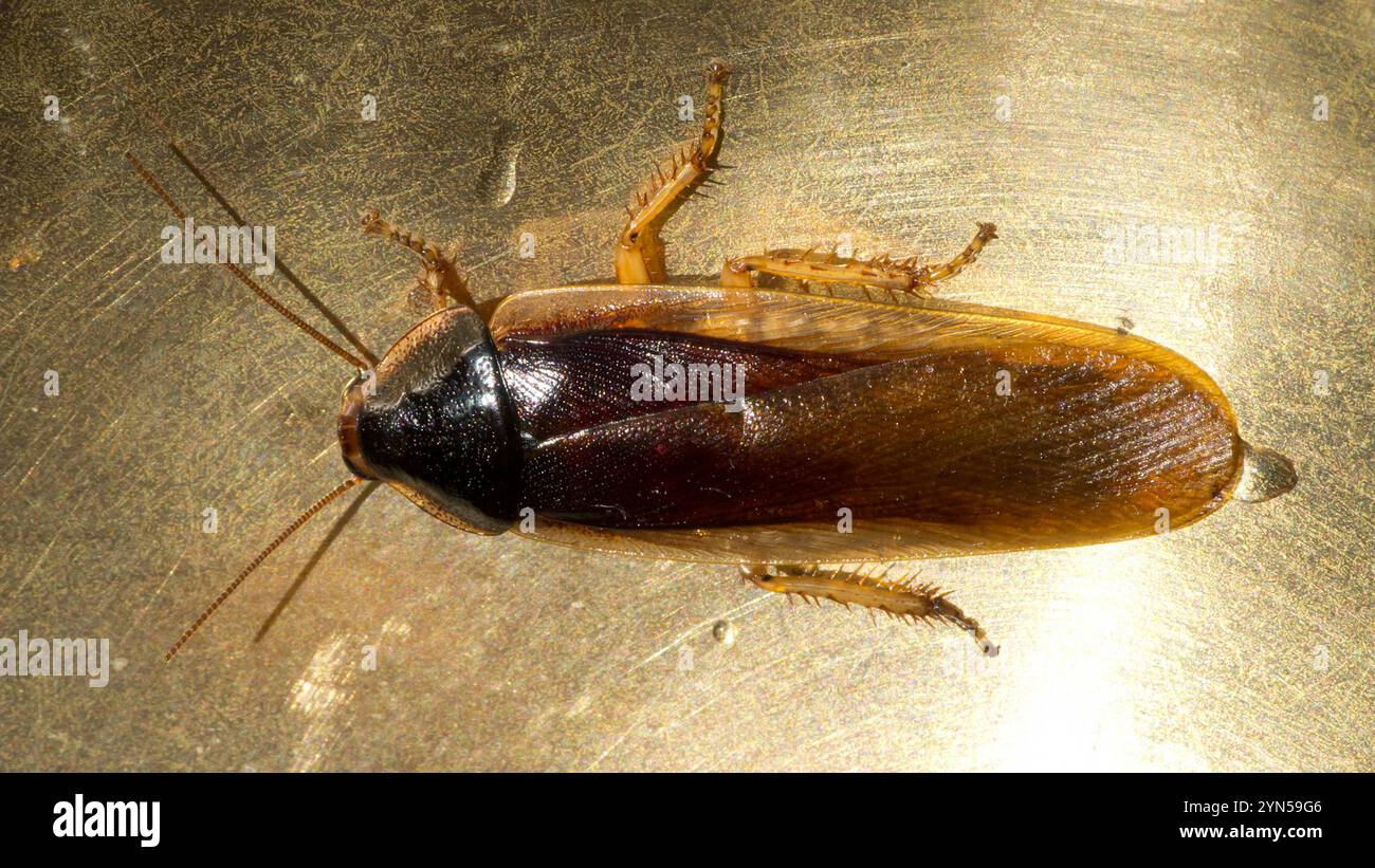 Giant Cockroaches (Blaberidae Stock Photo - Alamy
