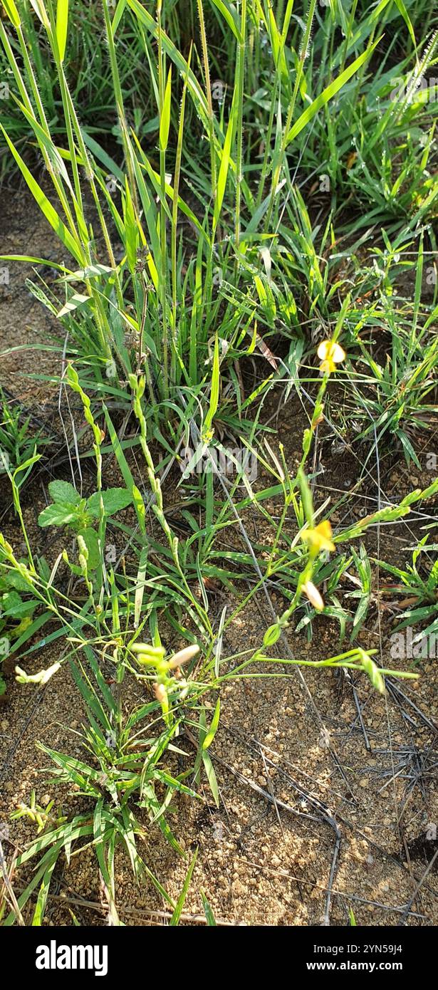 Caterpillar Beans (Zornia Stock Photo - Alamy