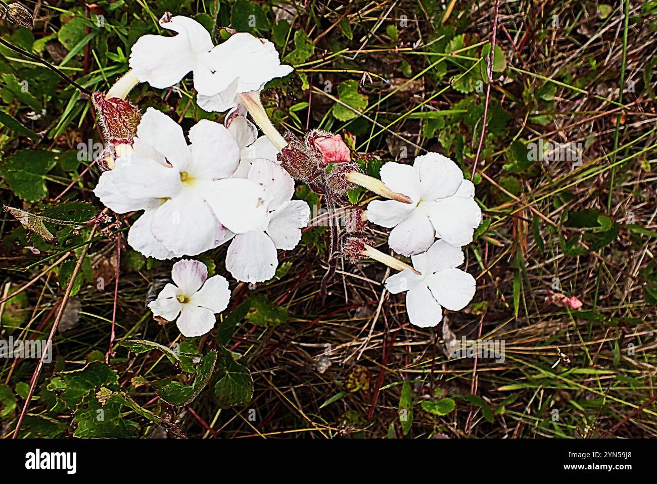 Cape Inkflower (Harveya capensis Stock Photo - Alamy