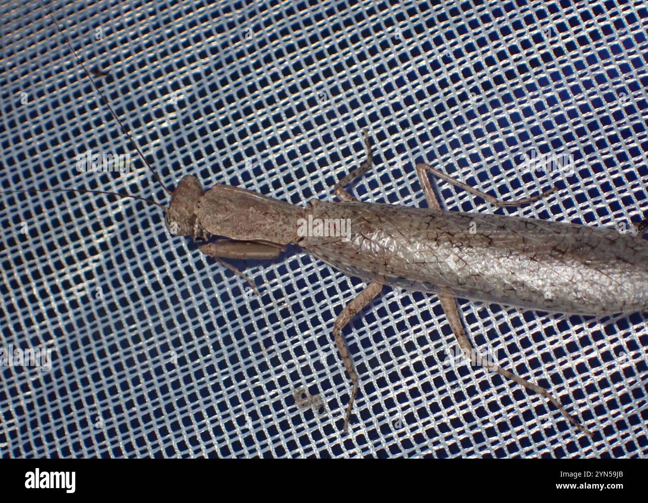 Tarachodes hi-res stock photography and images - Alamy