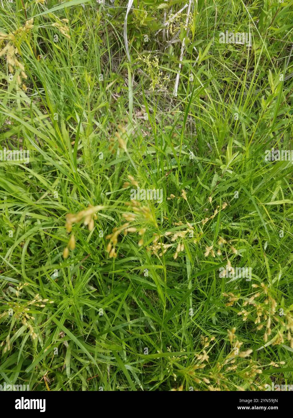 nodding bulrush (Scirpus pendulus Stock Photo - Alamy