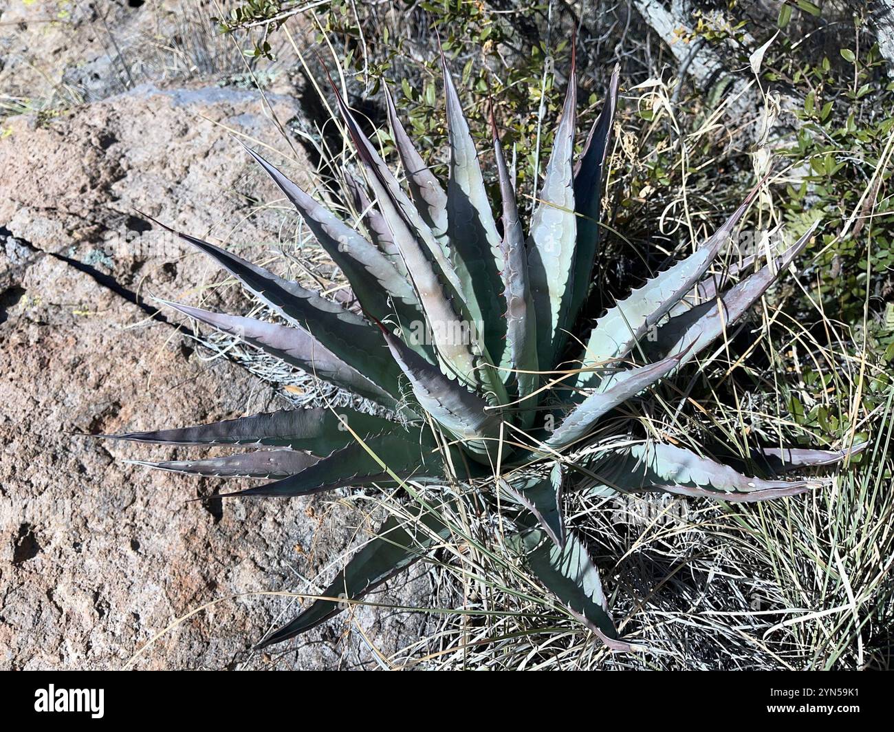 Palmers agave hi-res stock photography and images - Alamy