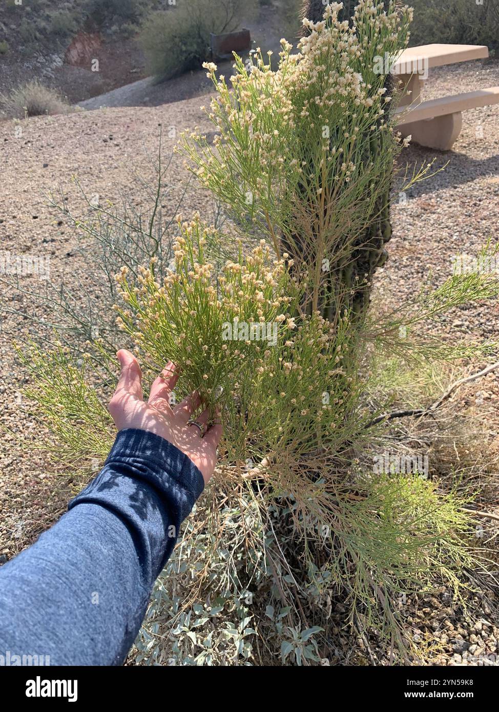 Desert Broom (Baccharis sarothroides Stock Photo - Alamy