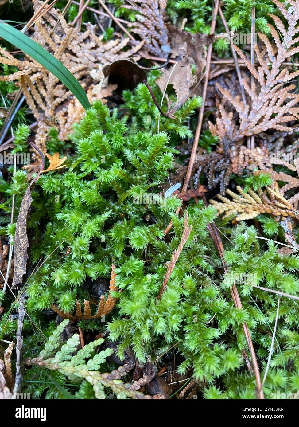 rough goose neck moss (Hylocomiadelphus triquetrus Stock Photo - Alamy
