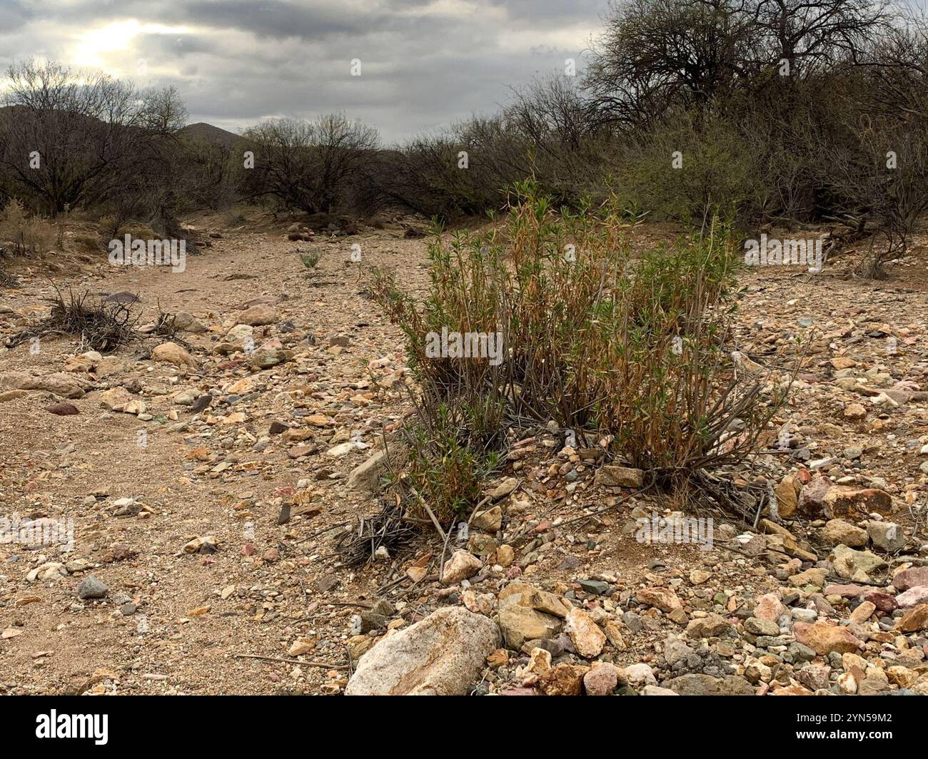 mule fat (Baccharis salicifolia Stock Photo - Alamy