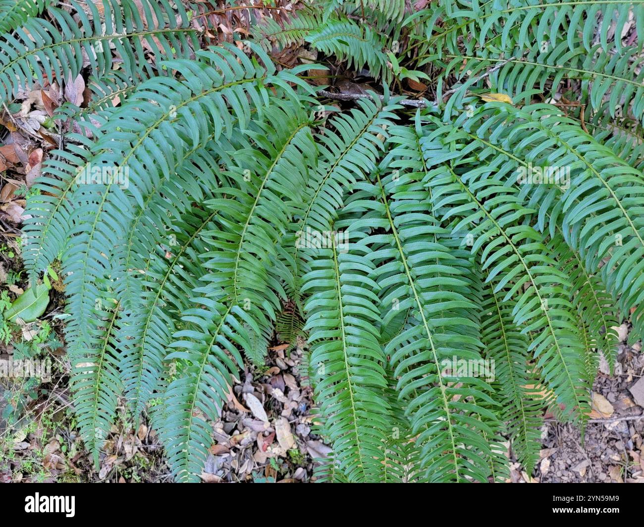 western sword fern (Polystichum munitum Stock Photo - Alamy