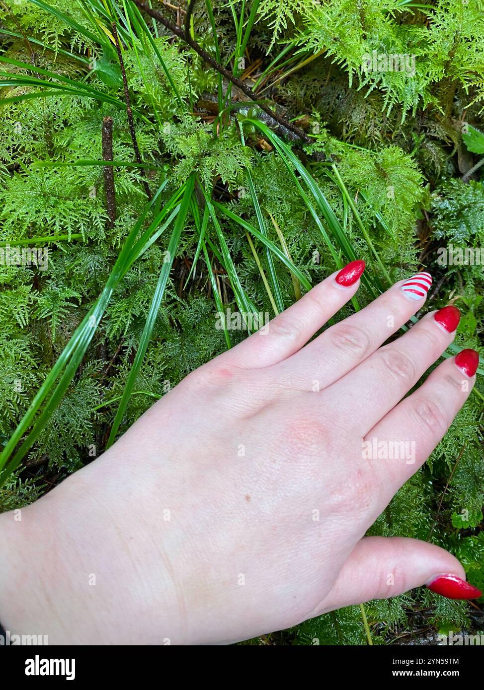 slender-footed sedge (Carex leptopoda Stock Photo - Alamy