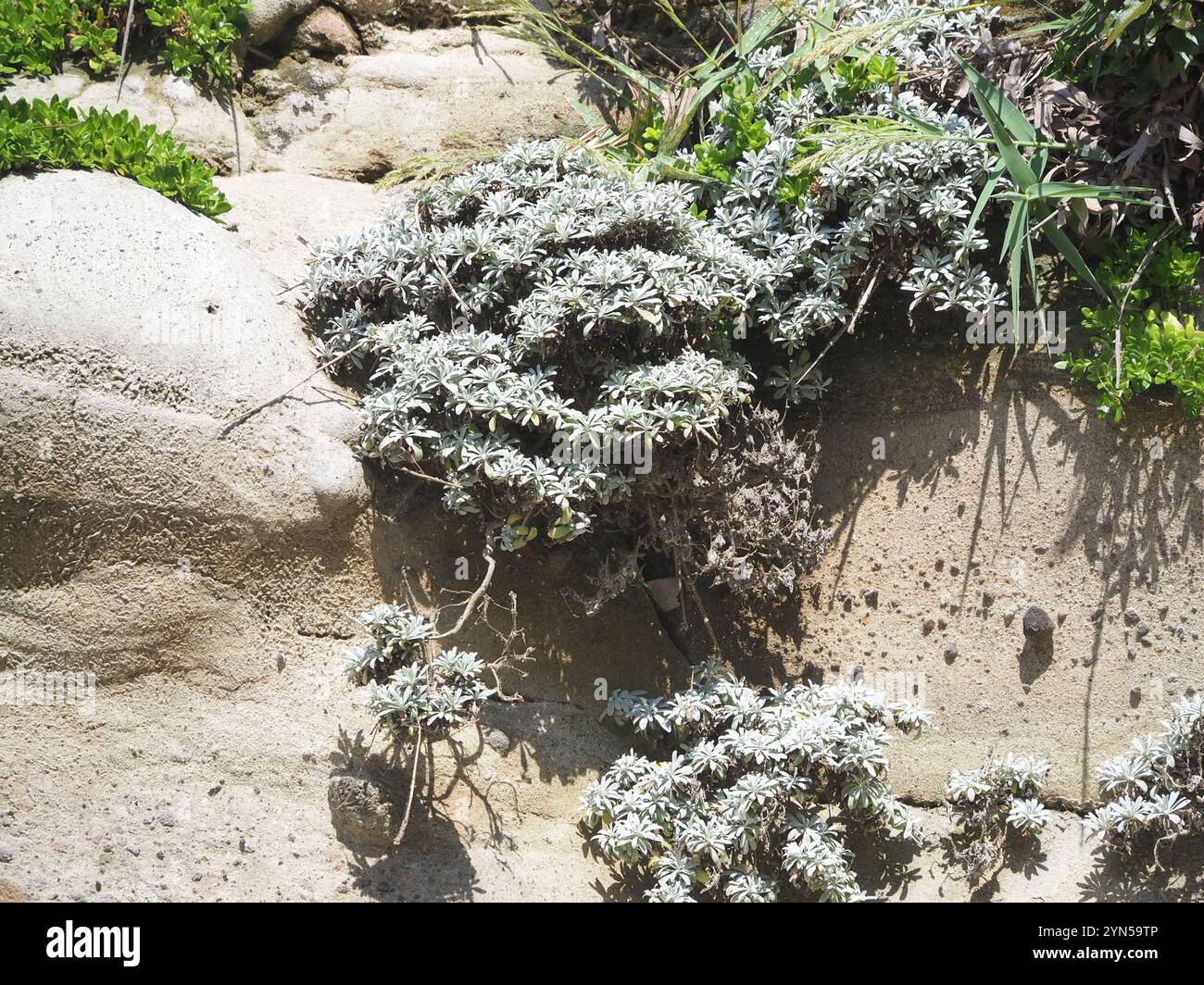 Crossostephium hi-res stock photography and images - Alamy