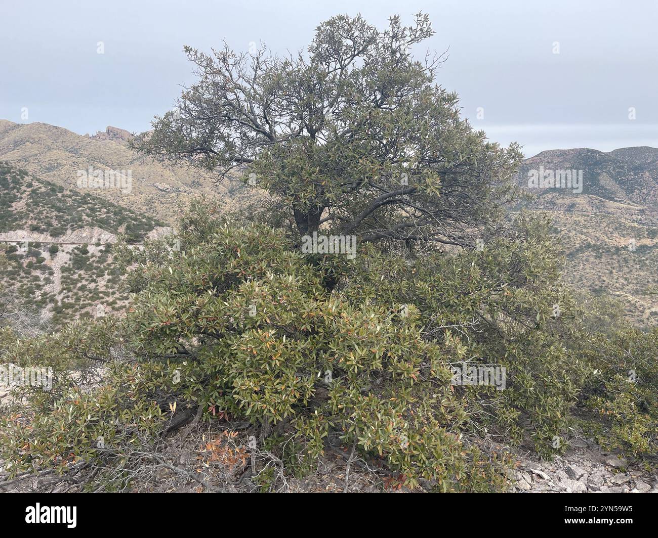 silverleaf oak (Quercus hypoleucoides Stock Photo - Alamy
