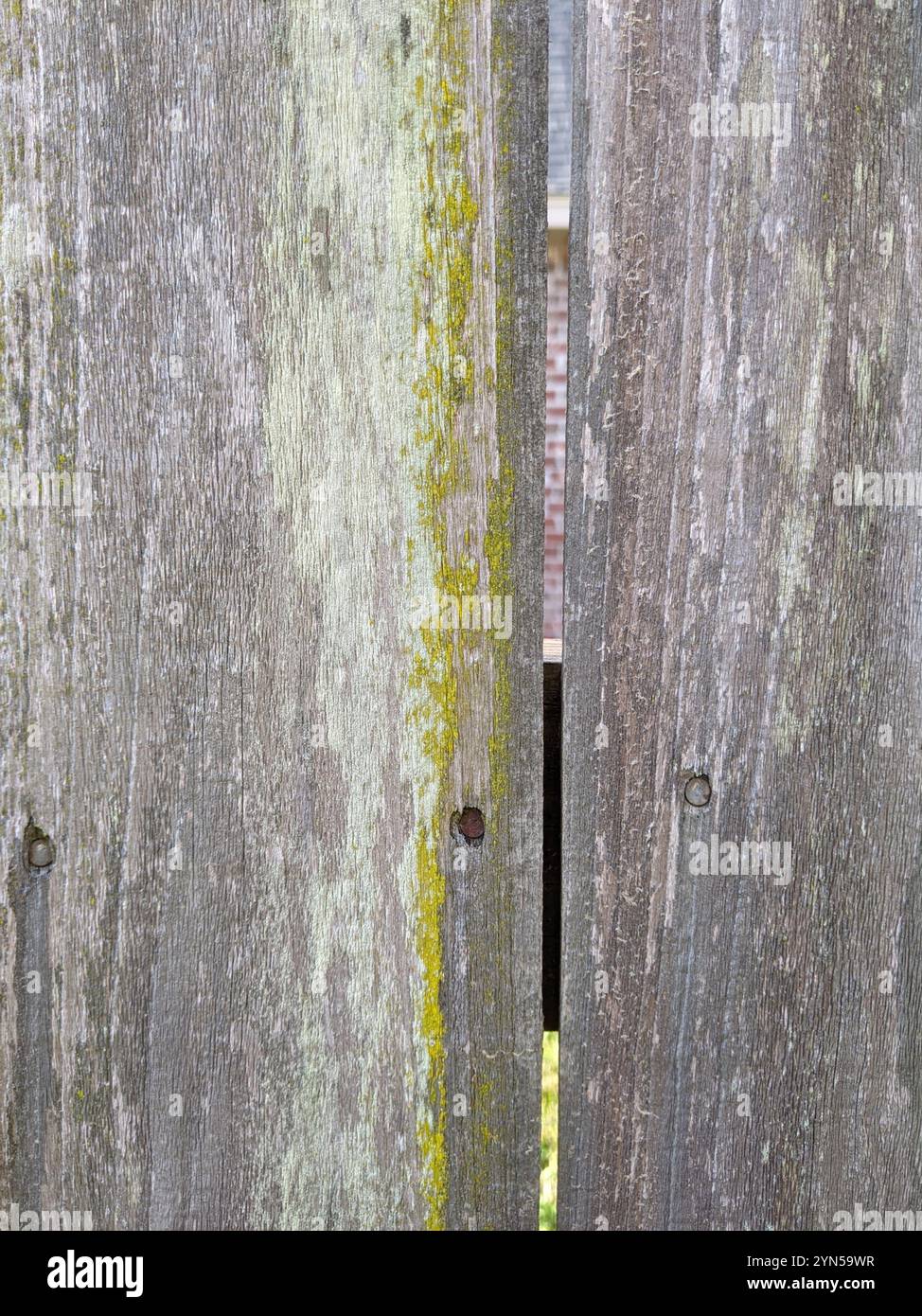 gold dust lichen (Chrysothrix candelaris Stock Photo - Alamy