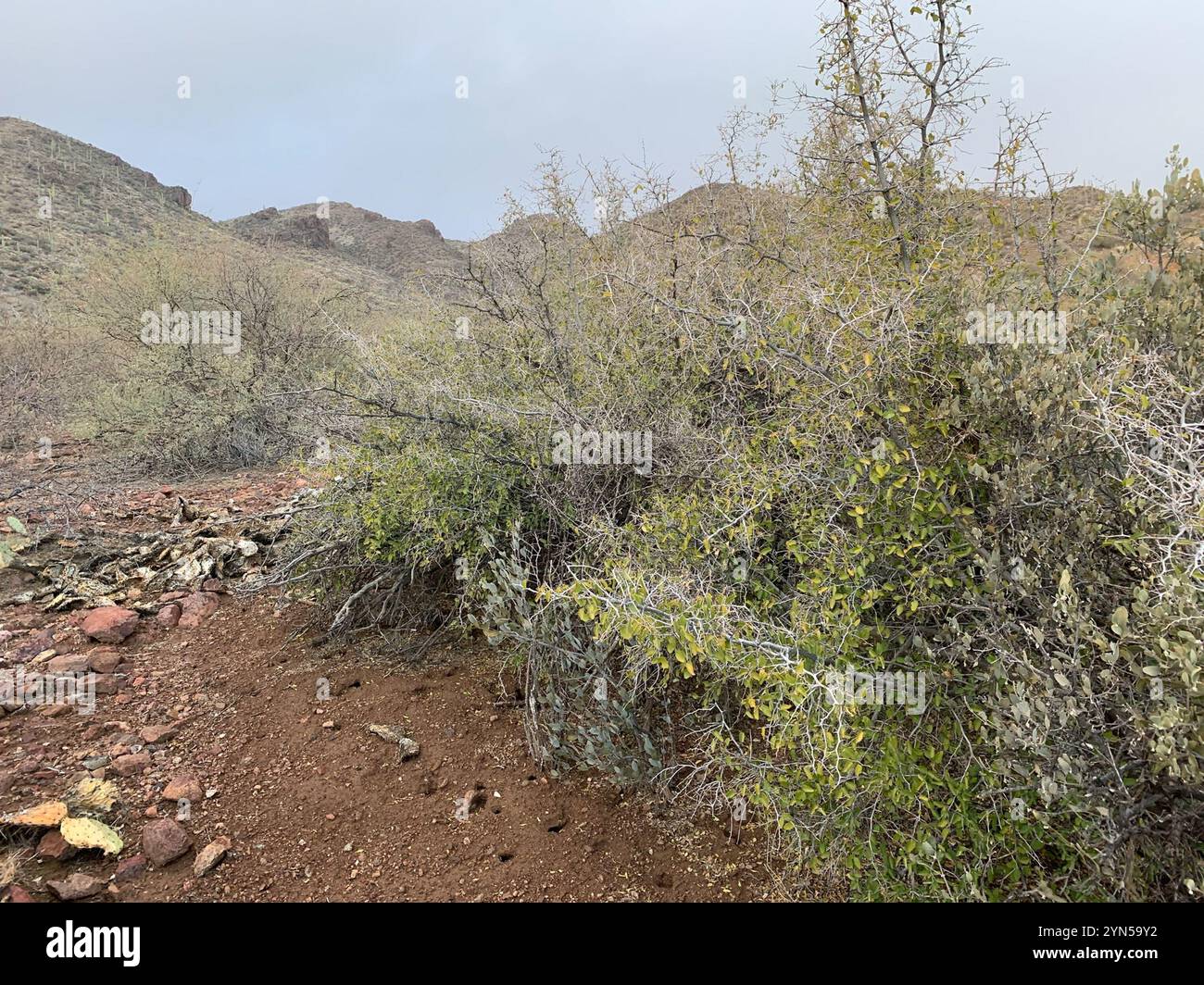 spiny hackberry (Celtis pallida Stock Photo - Alamy
