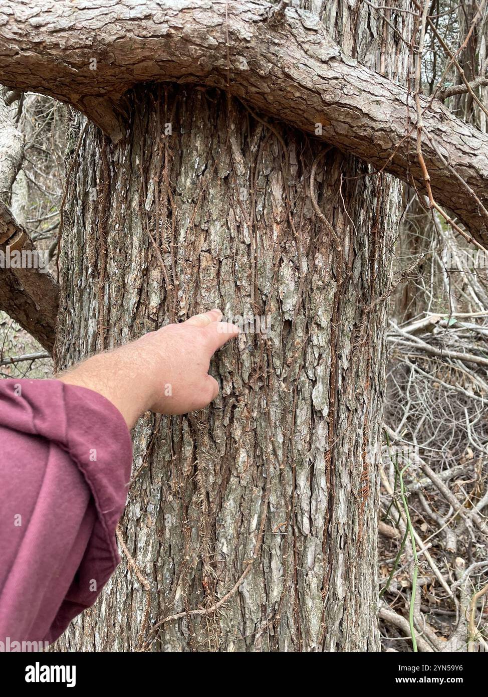 Cedar Elm (Ulmus crassifolia Stock Photo - Alamy