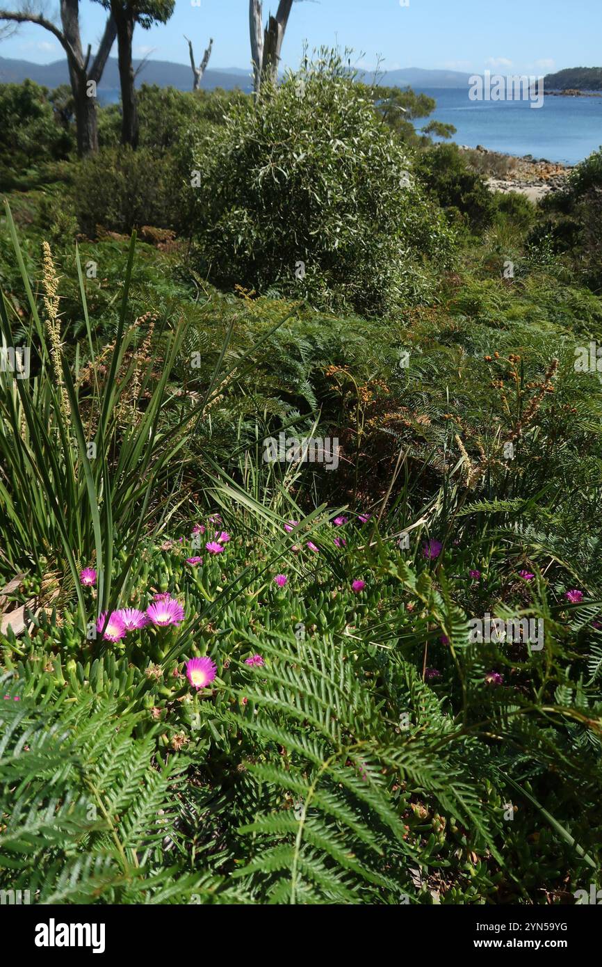 Australian pig face hi-res stock photography and images - Alamy