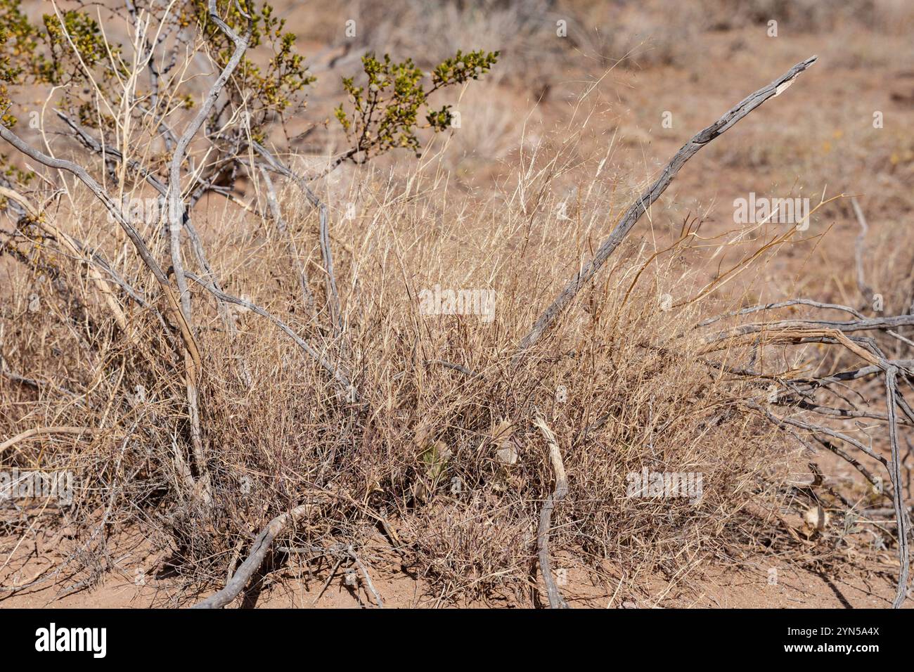 Bush Muhly (Muhlenbergia porteri Stock Photo - Alamy