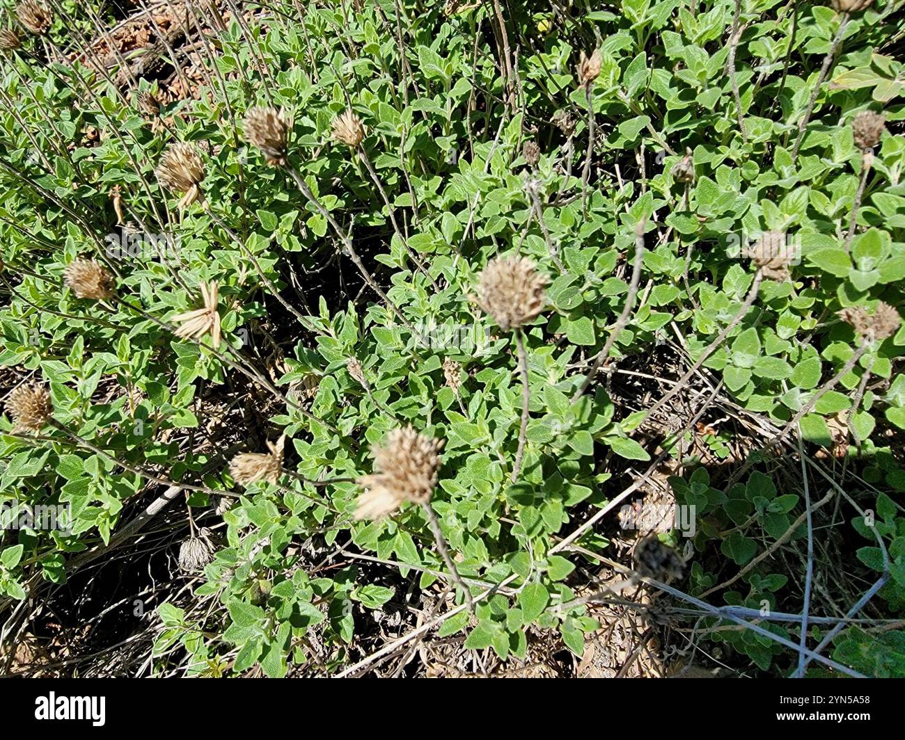 Coyote mint hi-res stock photography and images - Alamy
