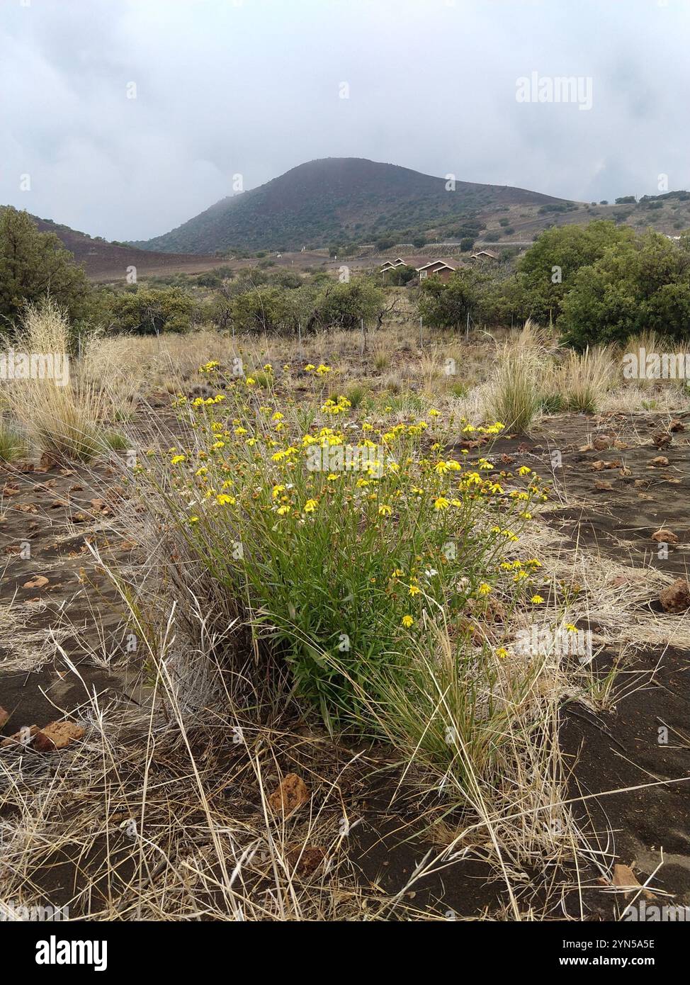 Madagascar Ragwort (Senecio madagascariensis Stock Photo - Alamy