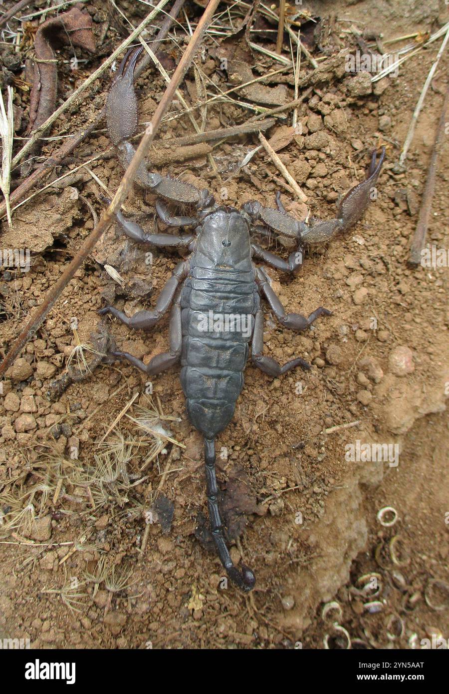 Rock Scorpions (Hadogenes Stock Photo - Alamy