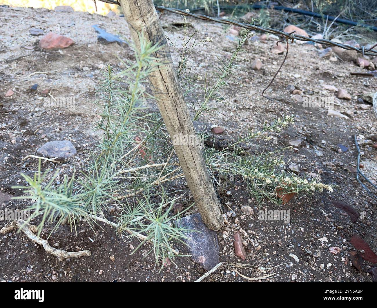 Singlewhorl Burrobrush (Ambrosia monogyra Stock Photo - Alamy