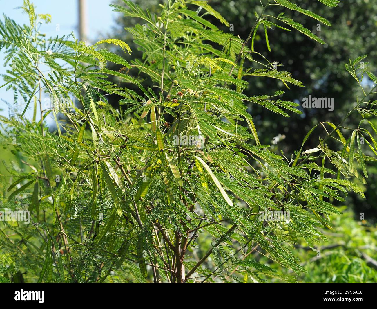 White leadtree (Leucaena leucocephala Stock Photo - Alamy