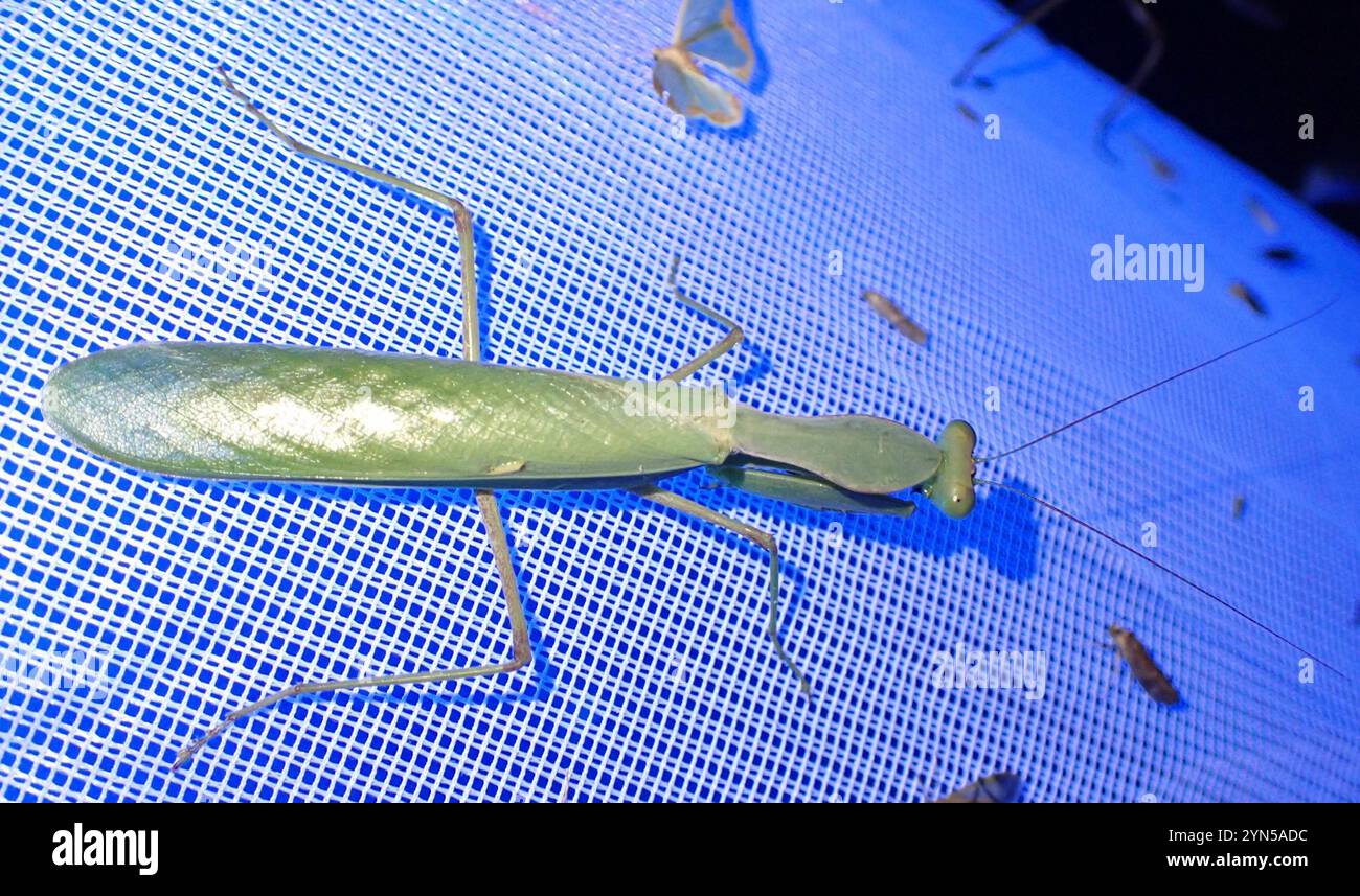 Sphodromantis lineola hi-res stock photography and images - Alamy