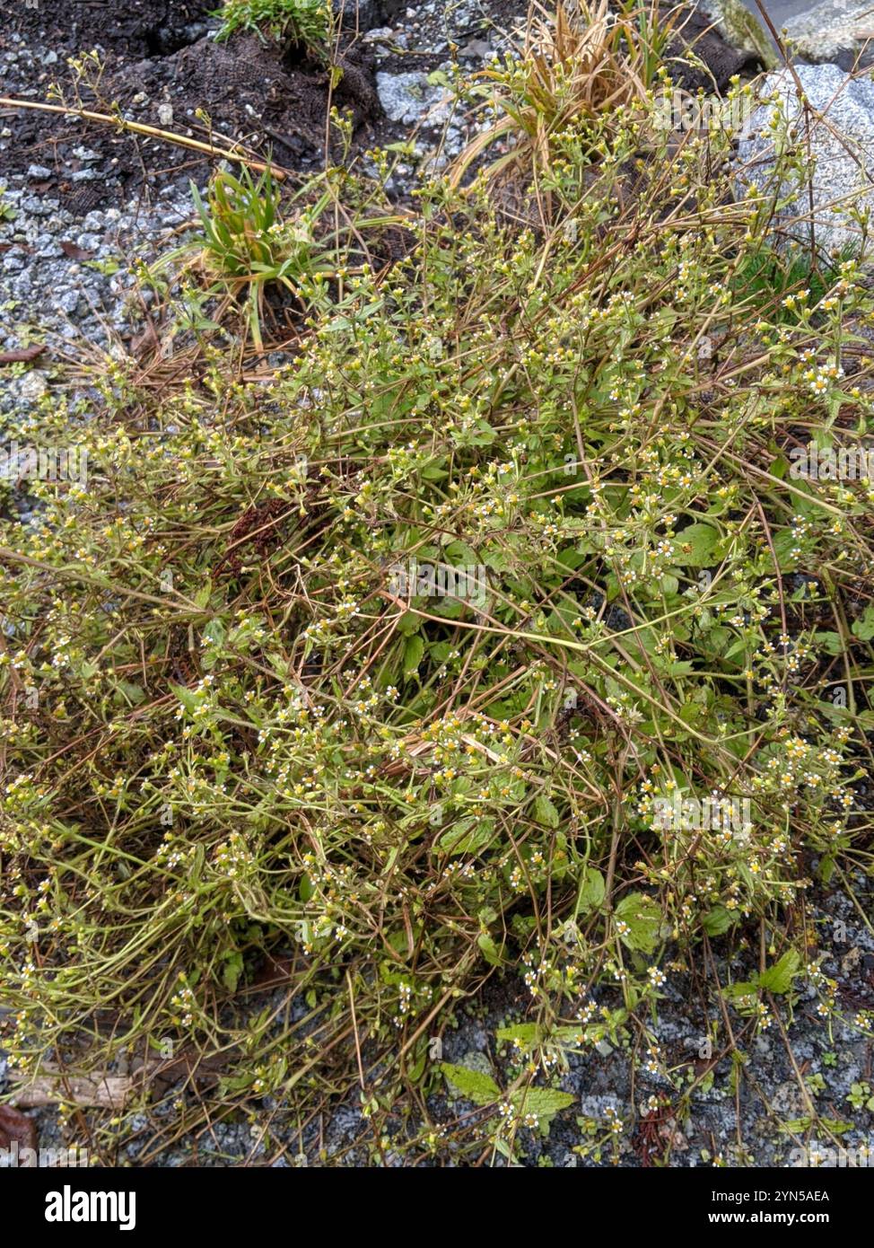 shaggy soldier (Galinsoga quadriradiata Stock Photo - Alamy