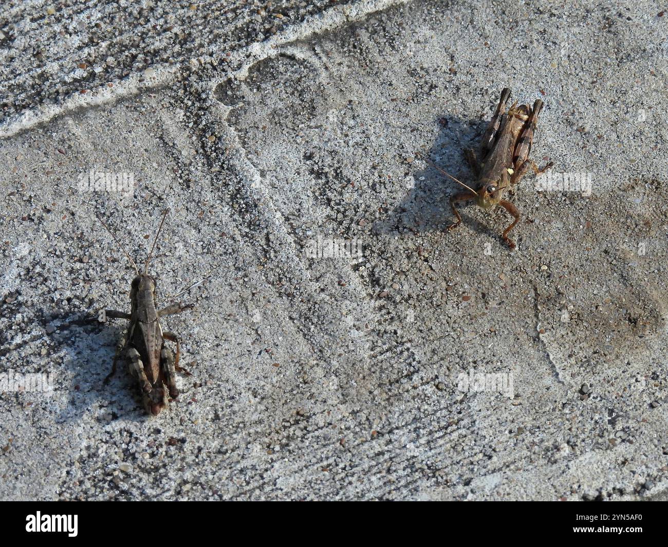 Ponderous Spur-throat Grasshopper (Melanoplus ponderosus Stock Photo ...